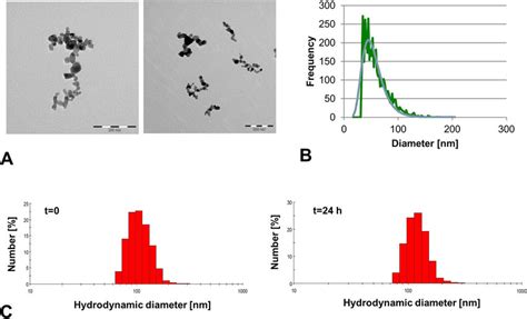 Shape And Size Of Tio2 Nps A Tem Images Showing Particle Size And