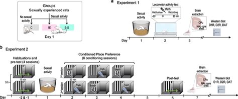 Experimental Design Sexually Experienced Male Rats Were Assigned To