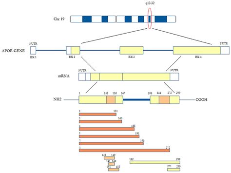 Apolipoprotein E Apoe Fragments Generated By Cutting Of Enzymes Apoe