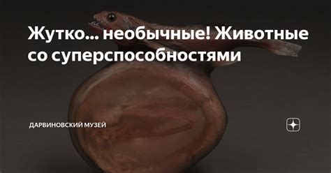 Жутко необычные Животные со суперспособностями Дарвиновский музей Дзен