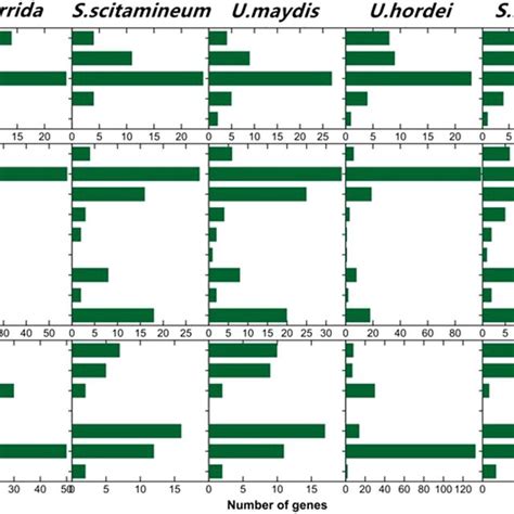 Phylogenetic Relationship Of Tilletia Horrida With Other Basidiomycetes