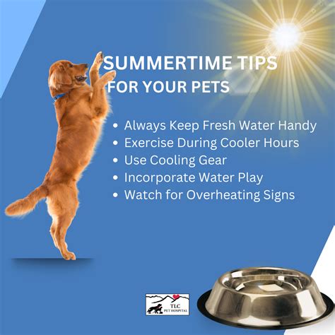 Summer Pet Safety Tips For Traveling With Your Dog Tlc Pet Hospital