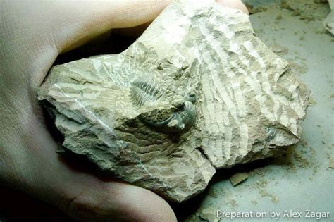 Trilobite Preparation Sequence Metacanthina Issoumourensis