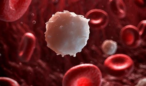 How Blood Stem Cells Are Controlled By Epigenetics Asian Scientist