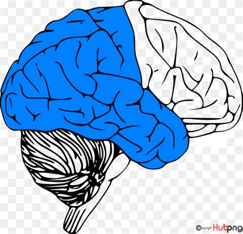 Free Brain Cliparts Download Free Brain Cliparts Png Images Free 3254040