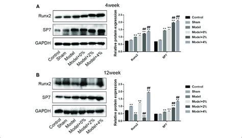 western blot analysis for determination of the expression of runx2