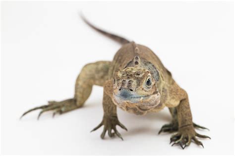 히스파니올란 코뿔소 이구아나 도마뱀 Cyclura Cornuta Cornuta 흰색 바탕에 0명에 대한 스톡 사진 및 기타