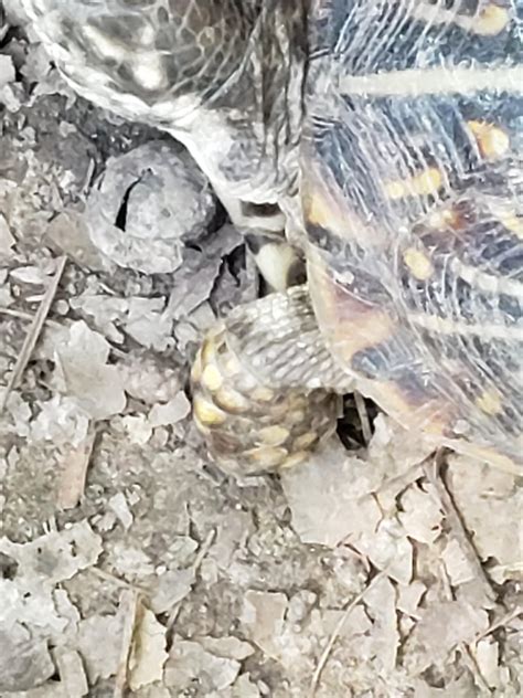 This Is The Turtle With The Bump Rturtle