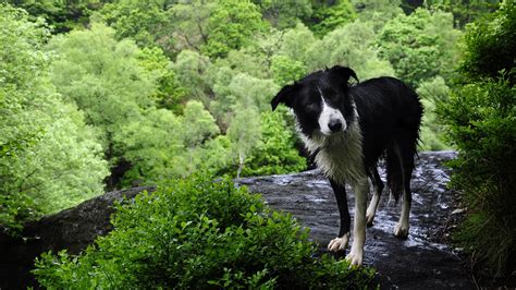 1920x1080 1920x1080 Nature Forest Dog Coolwallpapersme