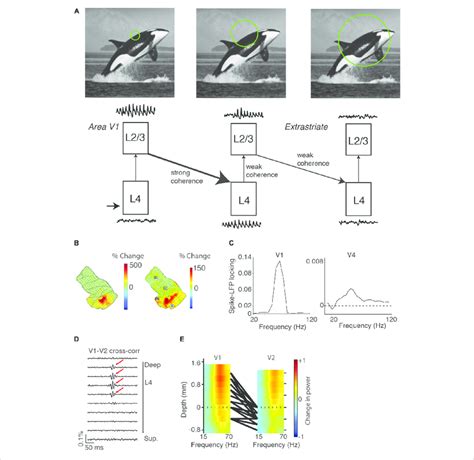 Variability In Gamma Synchronization Across Areas And Species A Download Scientific