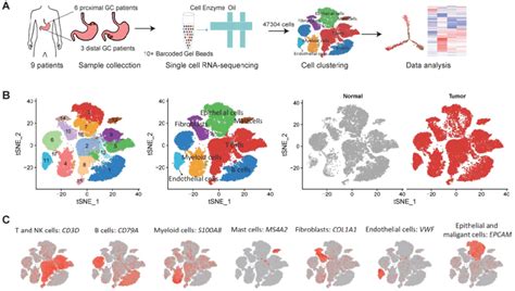 Single Cell Rna Seq Of Gastric Tumor And Adjacent Non Malignant Download Scientific Diagram