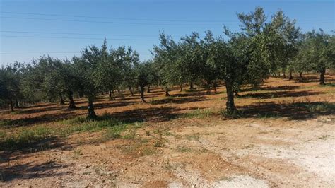 Terreni Agricoli Agrigento In Vendita E In Affitto Cerco Terreno Agricolo Agrigento E Provincia