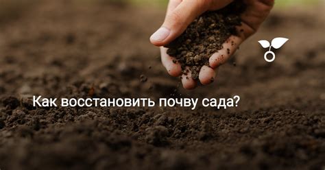 Как восстановить почву сада? Фото — Ботаничка
