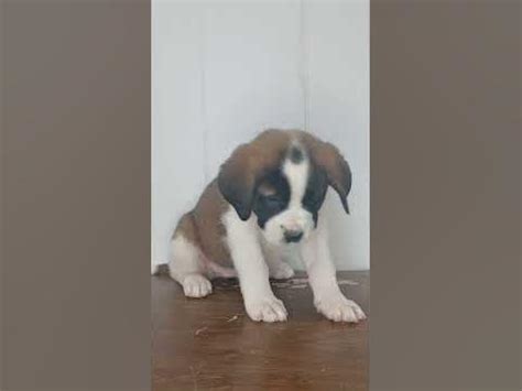 Lakota A 6 Week Old Short Haired Saint Bernard Female Puppy Youtube