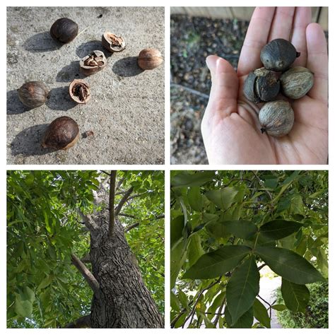 What Are These Two Nut Producing Trees Baltimore County Maryland Usa
