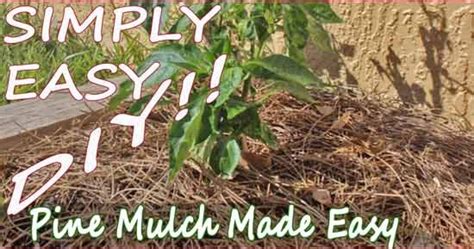 Simply Easy DIY DIY Pine Mulch Mulch Your Way To A Better Garden