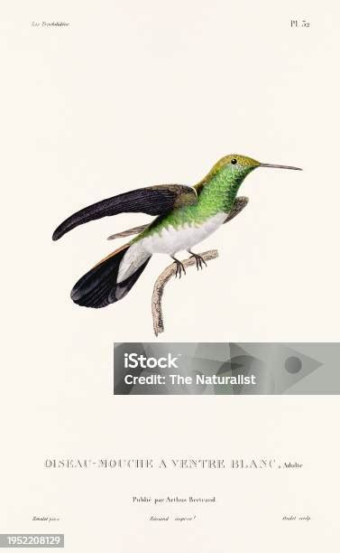 Beautiful Hummingbird 19thcentury French Hummingbird Illustration 19세기에