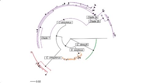 Simplified Bayesian Inference Phylogenetic Tree Inferred From Cox1 DNA