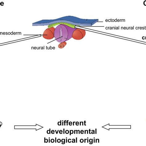 Developmental Biological Origin Of Craniofacial And Extracranial Bone