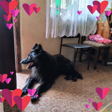 Ројалистички ЈЕЛЕНА ГЕНЧИЋ Јелена Генчић је била југословенска и српска рукометашица