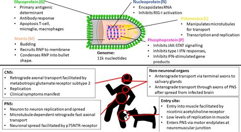 Rabies Virus Structure And Function