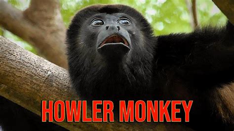 Howler Monkey Youtube