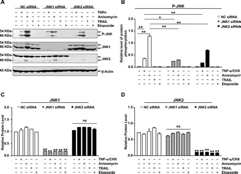 Jnk1 And Jnk2 Sensitize Death Stimuli Induced Jnk Activation In Download Scientific Diagram