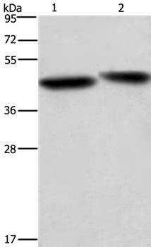CASP9 Antibody SAB Signalway Antibody