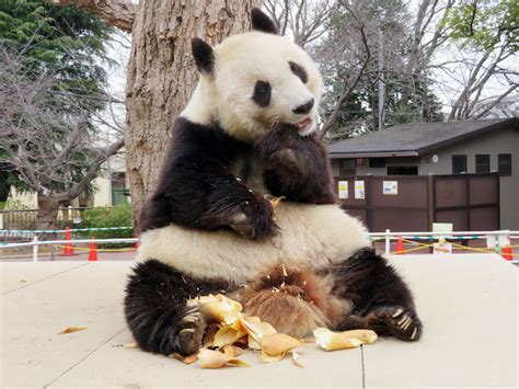 【写真】動物園のパンダが食べている「タケノコ」がデカすぎる！「ビジュアルはほぼ竹では？」（二木 繁美） 現代ビジネス 講談社