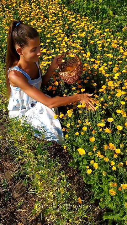 Збираю квіти календули лікарської нагідки на чай Youtube