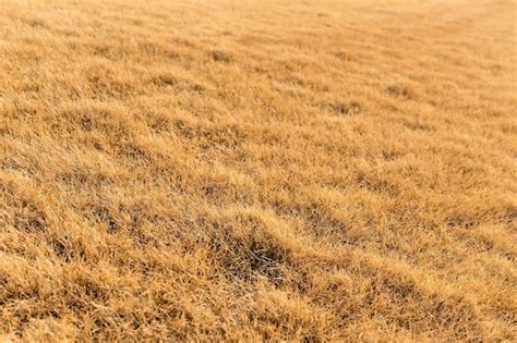 Premium Photo Straw Texture