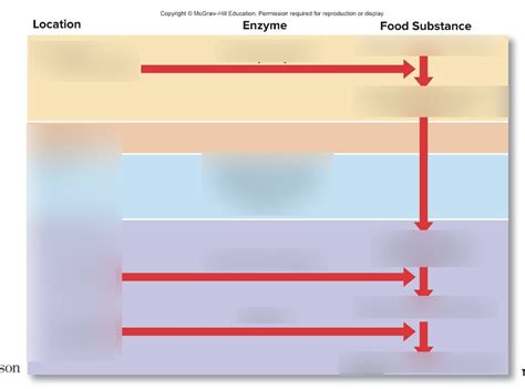 Digestive Enzymes Diagram Quizlet