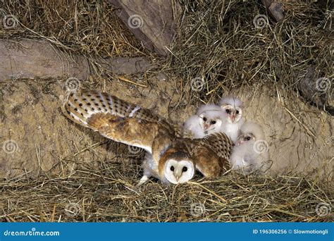 Barn Owl Tyto Alba Adult With Chicks Normandy Stock Photo Image Of