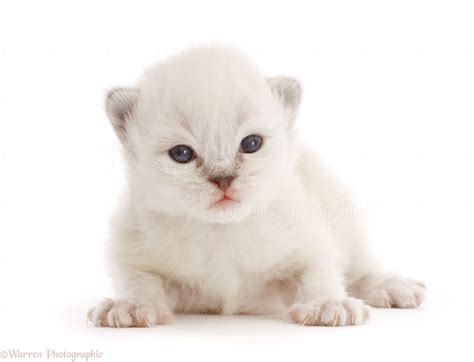 Ragdoll Cross Kitten 2 Weeks Old Photo Wp49763