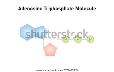 Adenosine Triphosphate Atp Molecule Scientific Design Stock Vector
