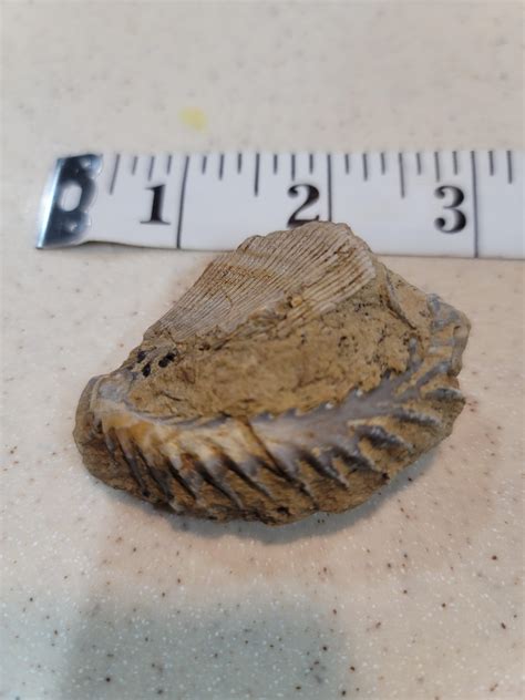 Central Texas Not Sure What Either Fossil In This Is R Fossilid