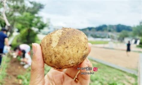 감자 수확 후 텃밭작물 뭐 심을까 7~8월에 심는 작물 네이버 블로그