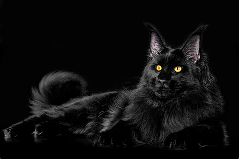 Black Maine Coon Cat Breed Info Pictures Traits Facts 60 Off