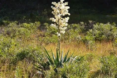 15 Different Types Of Yucca Trees
