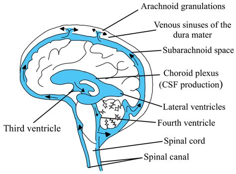 Biomedicines Free Full Text Cerebrospinal Fluid Basic Concepts Review