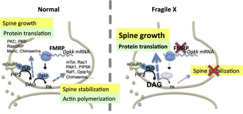 A New Model Of FMRP Function In Neurons In Normal Condition Left In