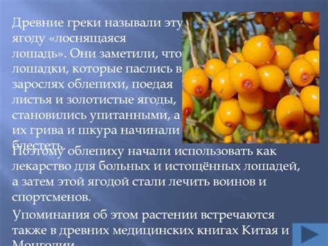 Димексид и облепиховое масло для волос. Отзывы, маска