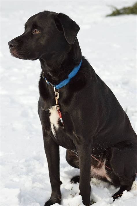 Lab Pointer Mix A Complete Guide To The English Pointer Lab Mix Artofit