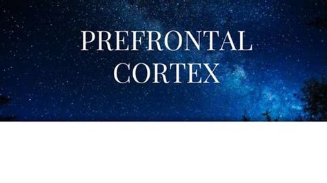 The Prefrontal Cortex Pptx Brain And Nervous System Disorders Diseases And Conditions