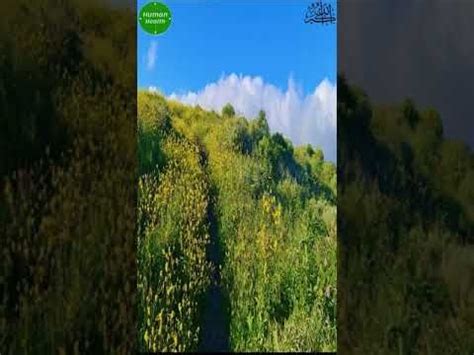 Beautiful Tilawat Surah Yaseen Part Quran Meditation Relaxation Soulful