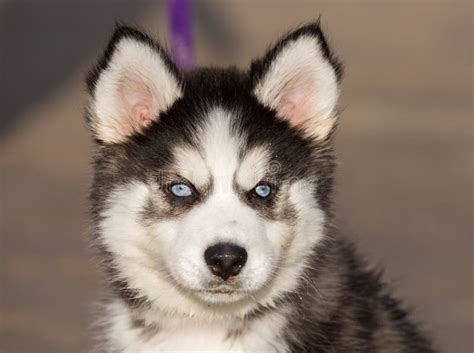 Blue Eyed Siberian Husky Puppy Head Weeks Old Female Headshot With