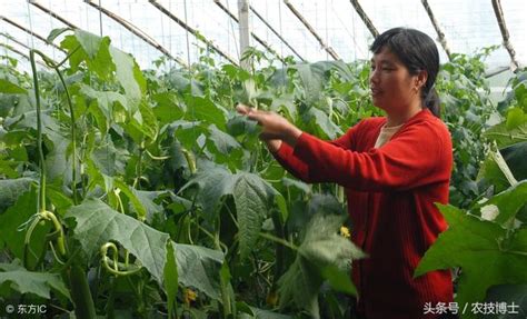 絲瓜如何種植絲瓜的育苗方法和種植技術 每日頭條