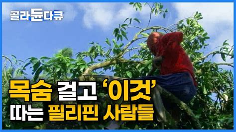 가족을 위해서라면 버틸 수 있어요 30m 나무 위에서 과일 수확하는 필리핀│100 수작업 망고 농장│세계 기네스북에