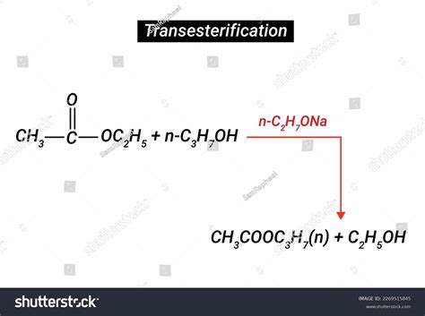 Transesterification Defined Chemical Conversion Process Triglycerides Stock Vector Royalty Free