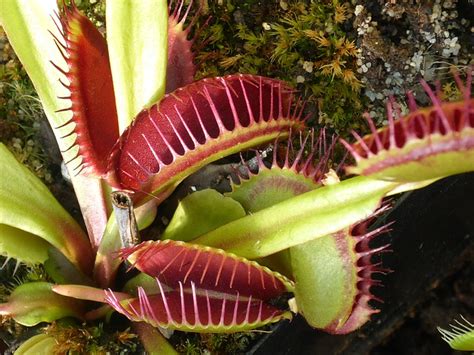 食虫植物ハエトリソウ（ハエトリグサ）の仕組みや育て方とは！？ ｜ ペット総合情報ブログ ペットハイム